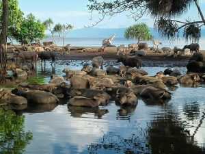 19 Tempat Wisata di Dompu NTB Paling Hits yang Wajib Dikunjungi